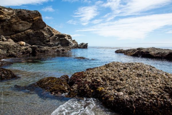 10 Reasons You Need to Visit Point Lobos State Reserve